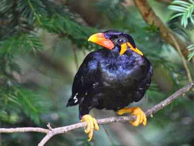 Flora dan Fauna Khas Sumatera Utara - THE COLOUR OF INDONESIA