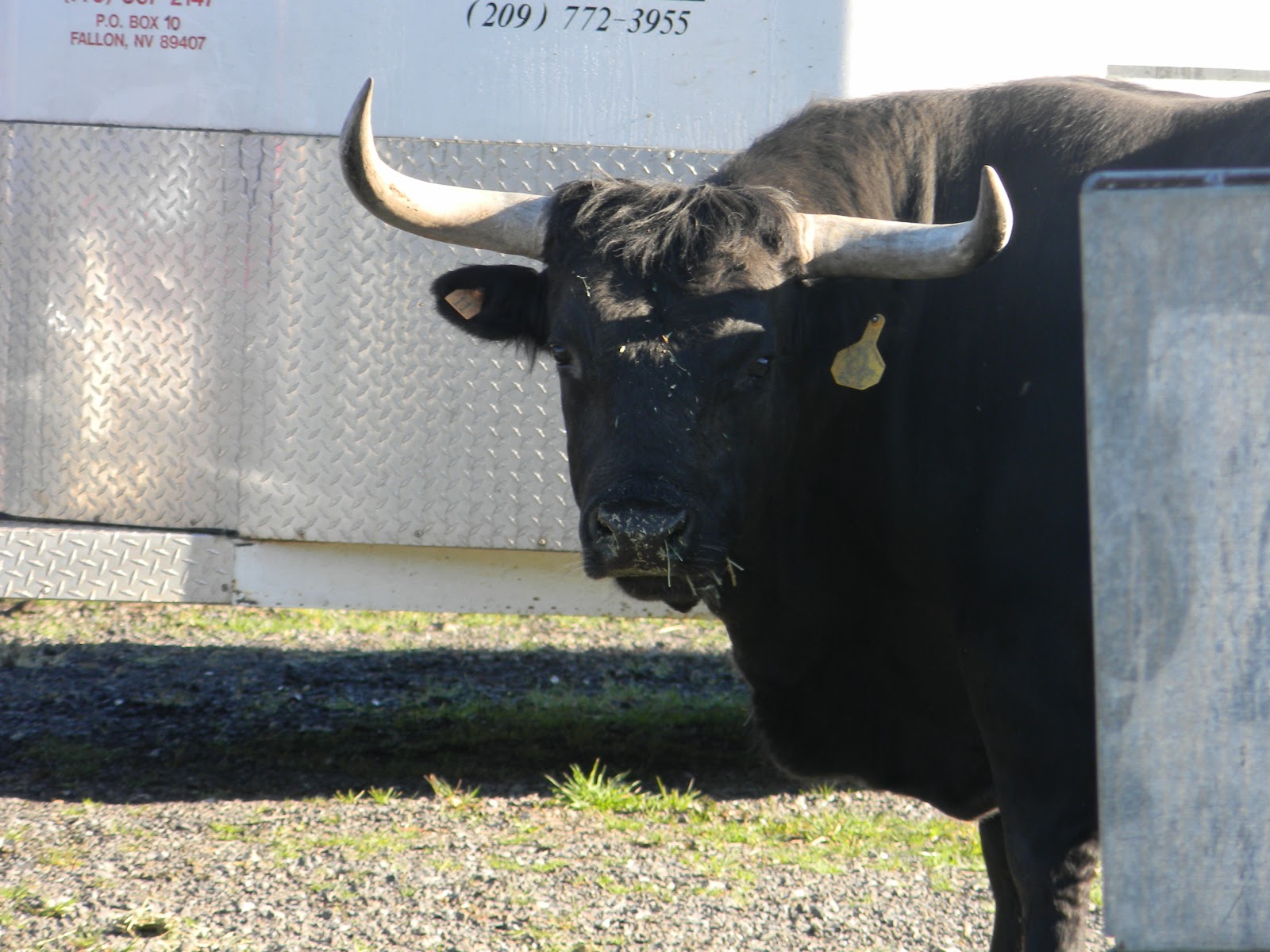 Welcome to Little M Farms: A whole lotta........Bull