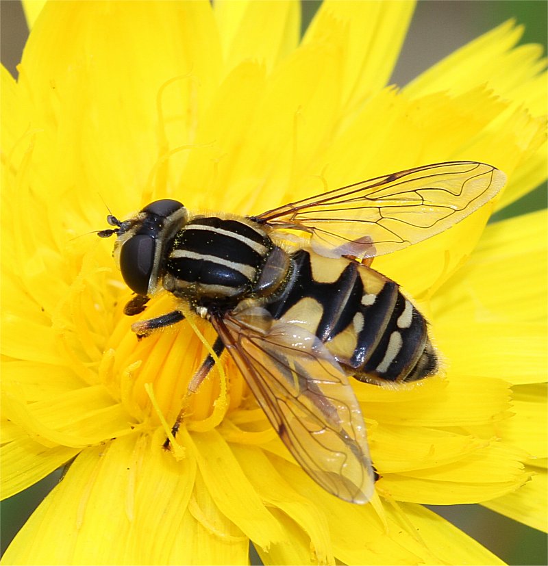 Murfs Wildlife : June Bugs