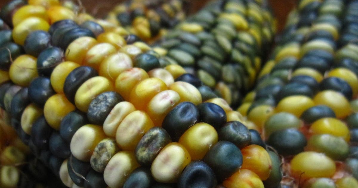 Arrowhead Alpines Blog: Sciency Answers: How multicolor corn works