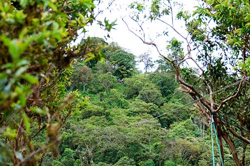 Discovering the Birds of Ecuador: Mindo Tropical Rainforest Adventure