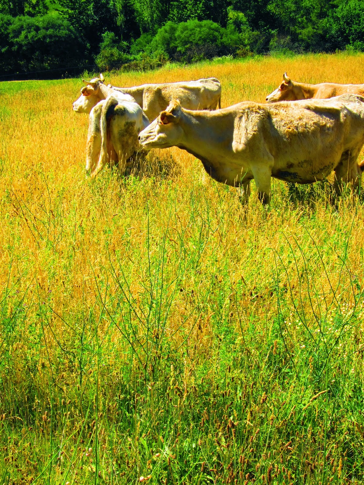Mi blog de biologia!: Cruce de raza bruna y charolais - Vacas