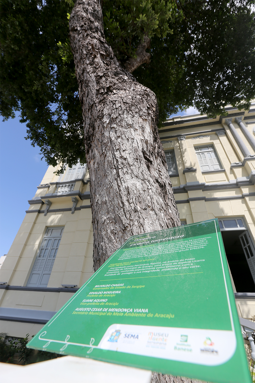 Isto é SERGIPE: Tombamento de árvores garante a preservação de espécies ...
