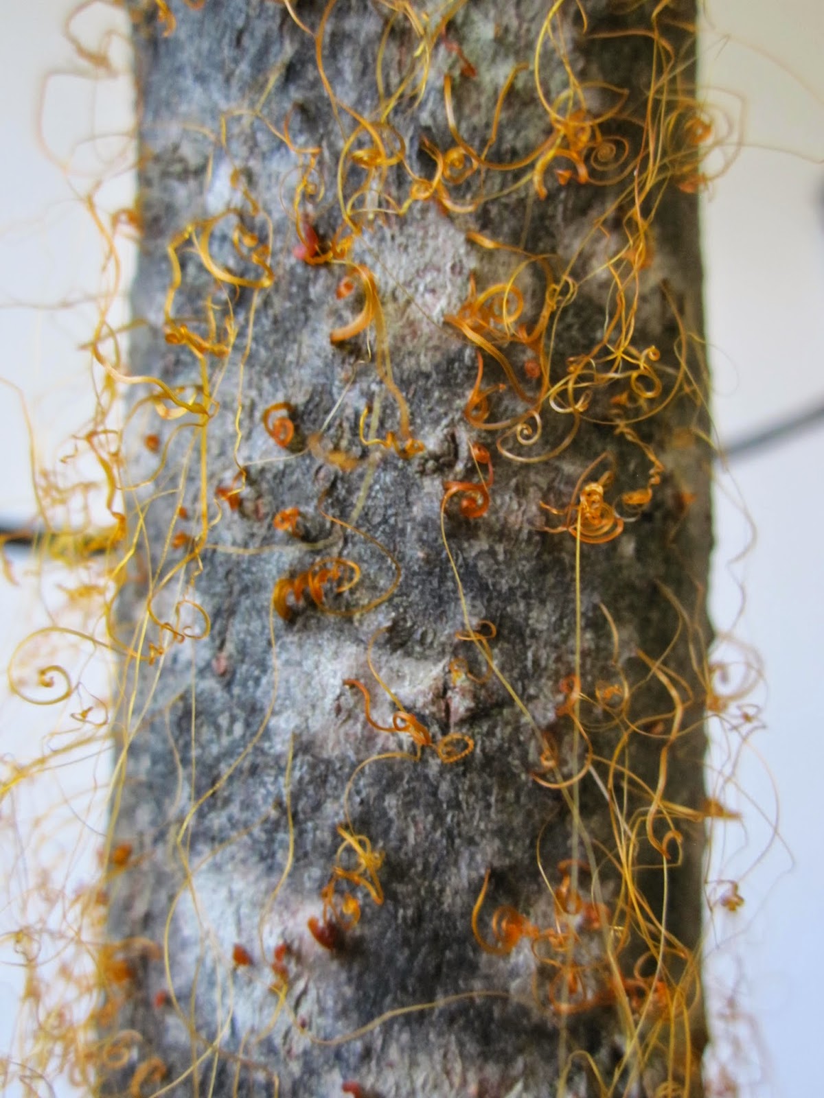 What are these strings growing out of a tree (pics included)? : r ...