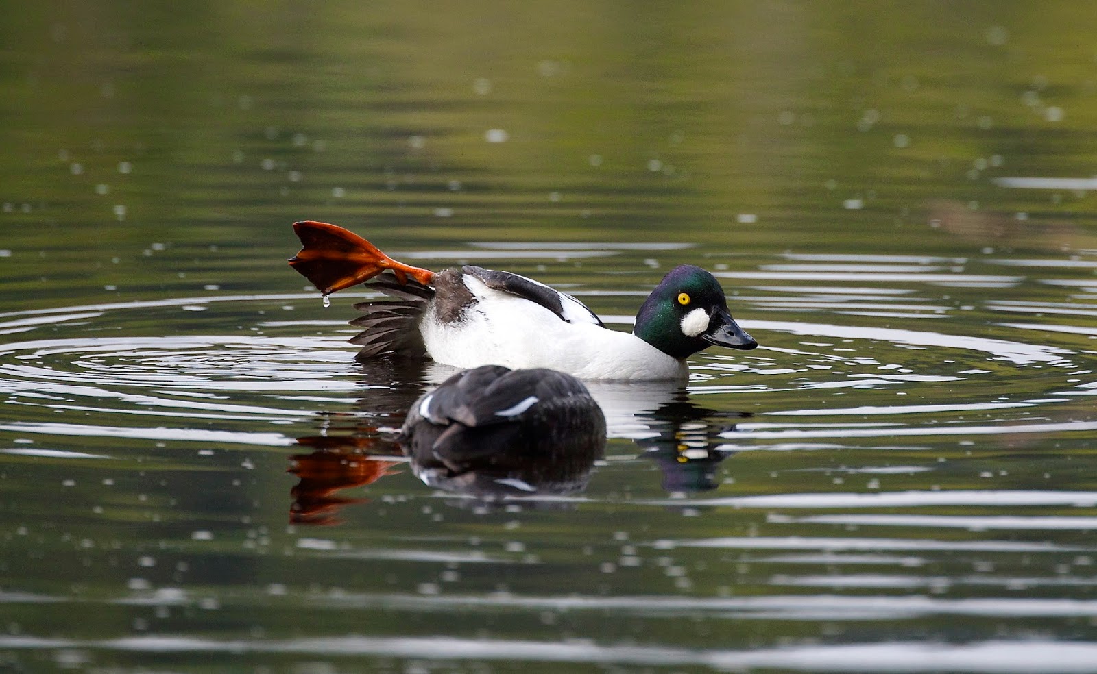 Naturfoto Einar Hugnes: Bever og kvinand ved Baklidammen