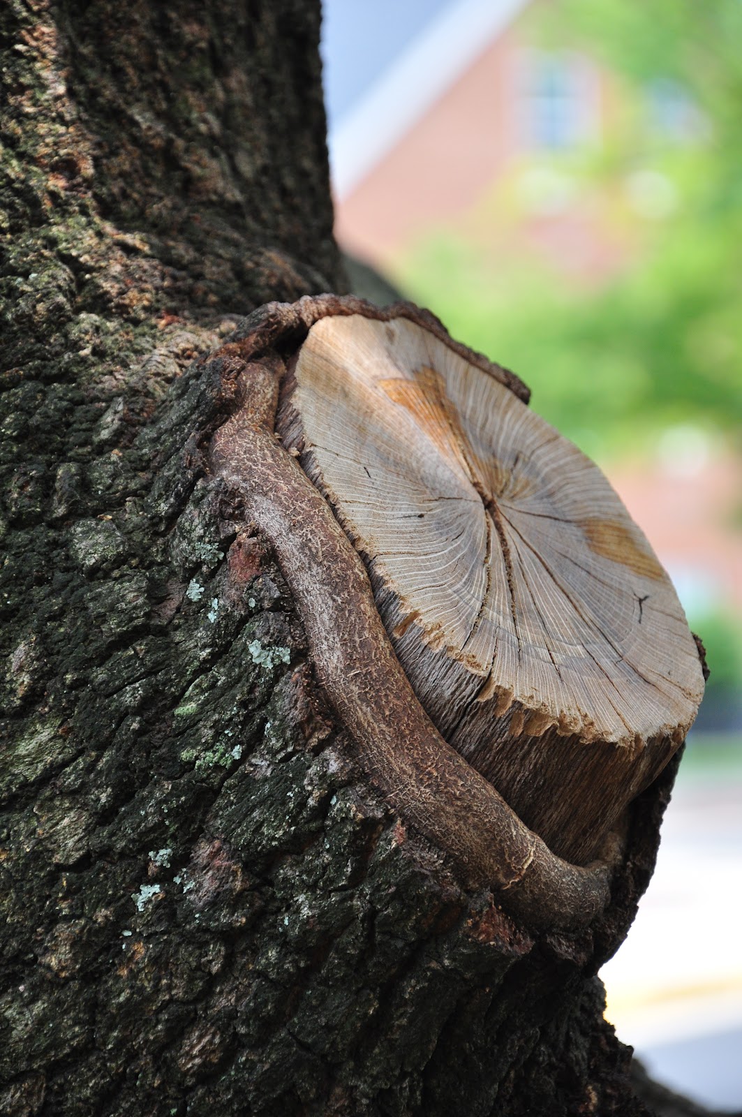 UMD Arboretum and Botanical Garden: A Day With Dr. Alex Shigo