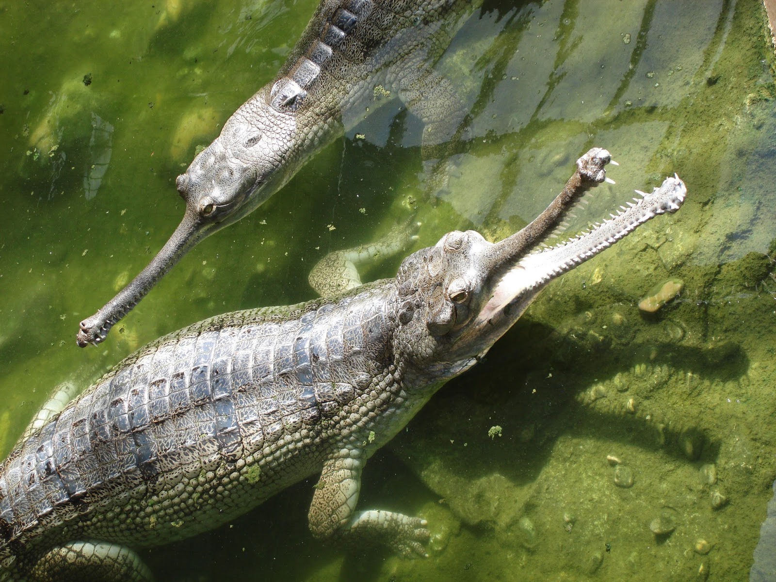 O Livro da Natureza: Gavial