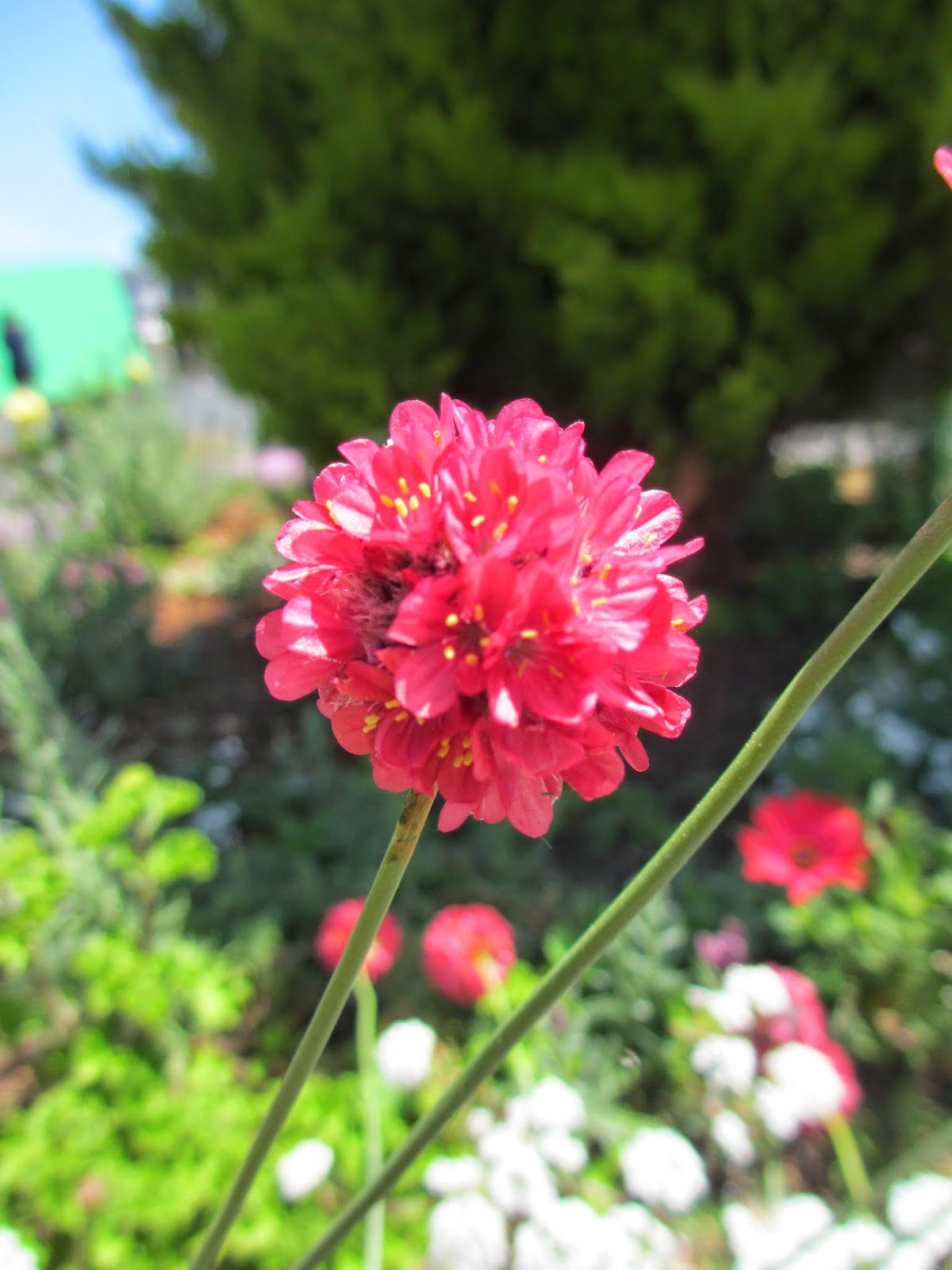 WeSew: Flower Power with Candace Kling