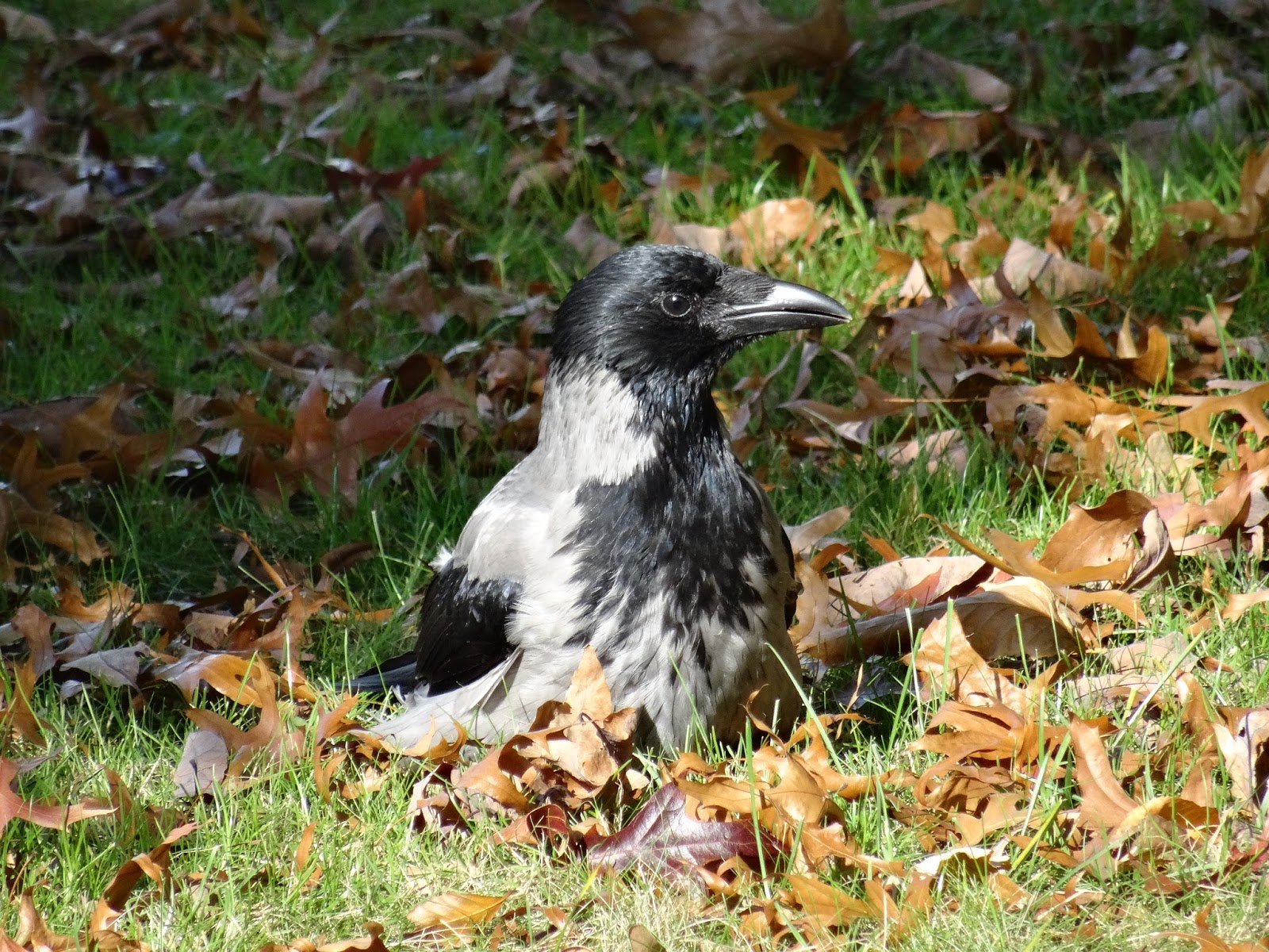 Fotografia przyrody.: Wrona siwa (Corvus cornix).