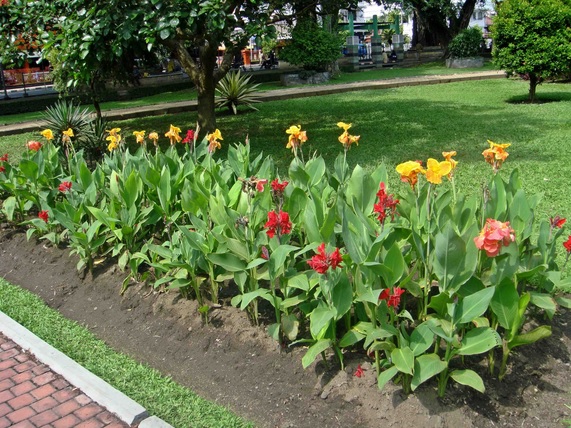 TUKANG TAMAN ( LANDSCAPE ) - RUMPUT GAJAH MINI - KOLAM MINIMALIS ...