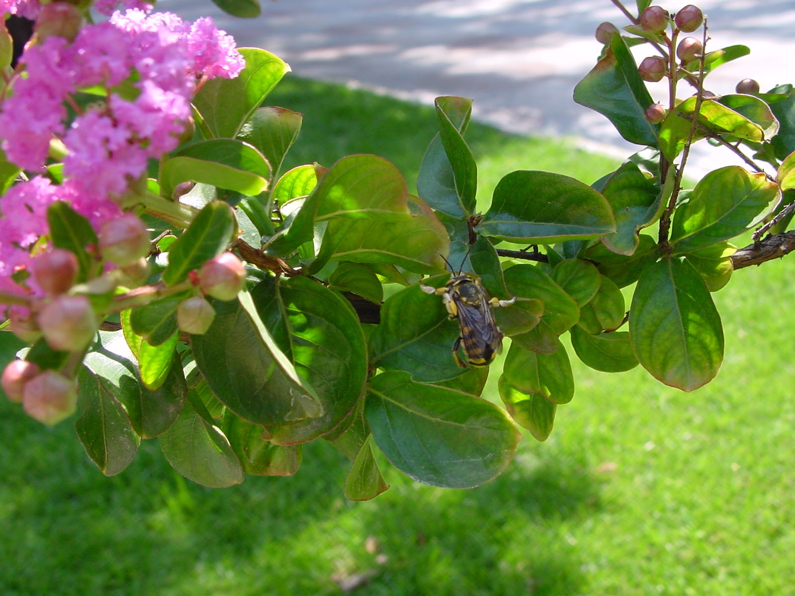 Jardineria Eladio Nonay: Jardinería Eladio Nonay: Árbol de Júpiter ...