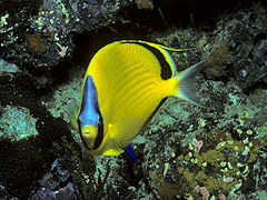 D' Ocean Aquarium: Ikan Kepe kepe (Butterfly Fish)