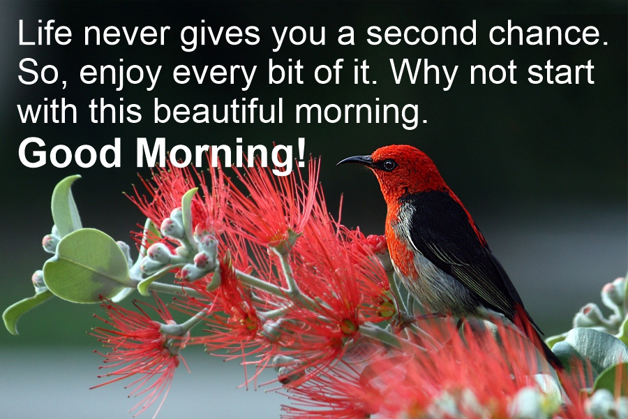 111 GREETINGS FOR - GOOD MORNING QUOTES