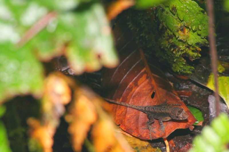 Aquarien und Orchideen : Costa Rica und Dominikanische Republik