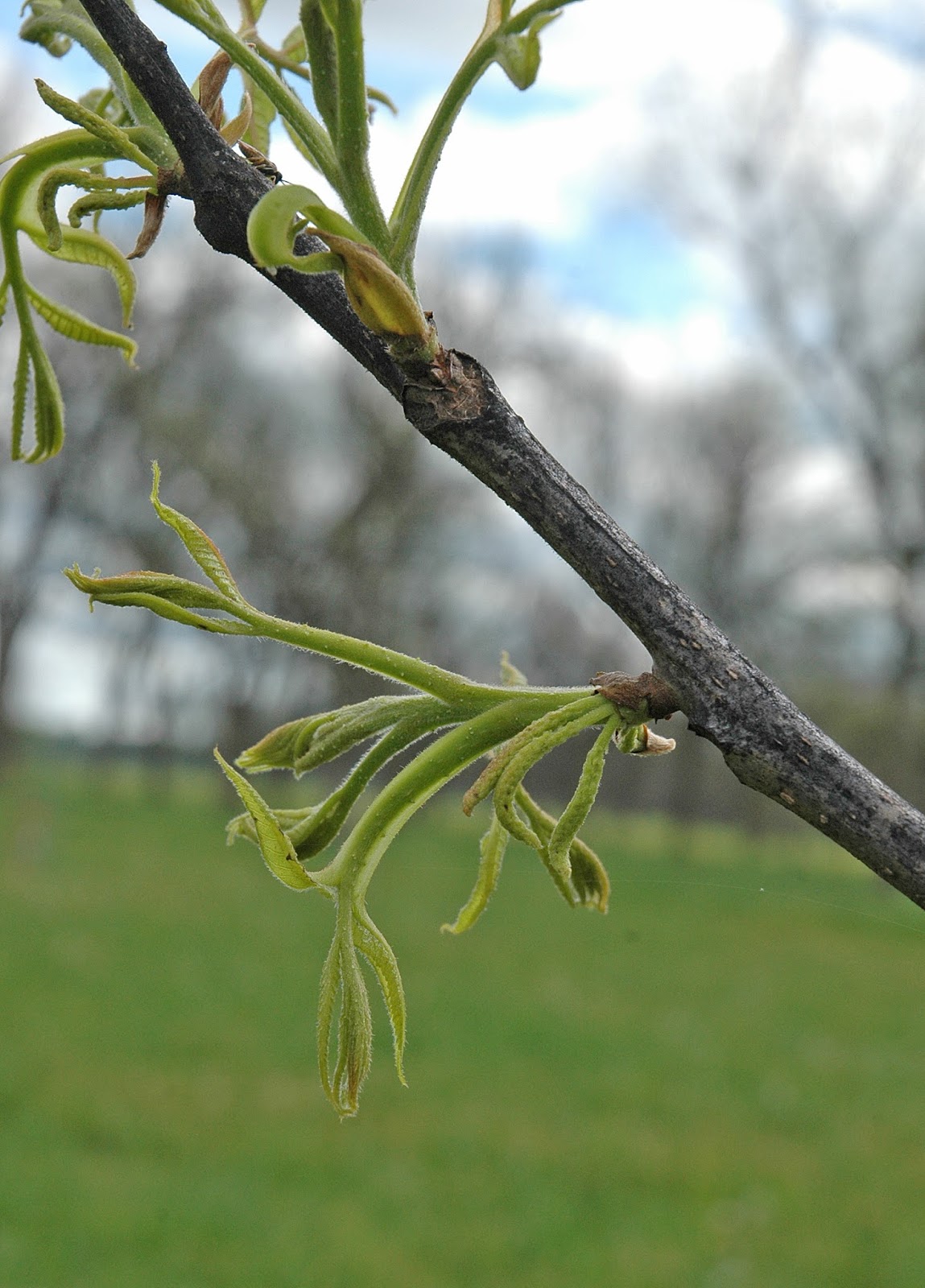 Northern Pecans: Pecan buds push open and reveal catkins