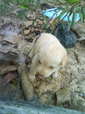 Peroto_Jr: ANAK-ANAK ANJING YANG COMEL TAPI BIKIN KESIAN