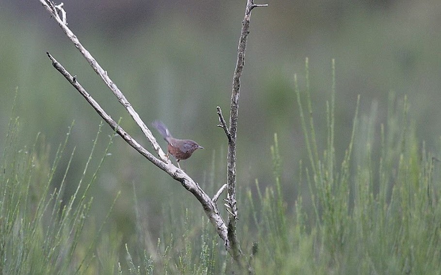 Wanstead Birding: The best birds of Wanstead 2009–2018: Worth a mention