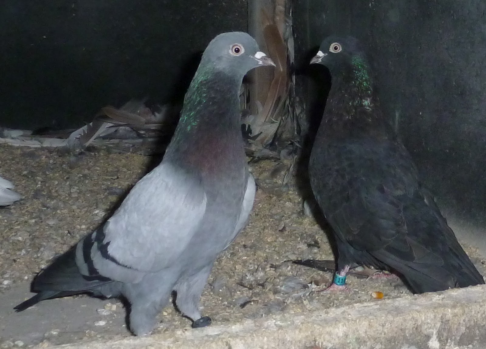 Tippler Pigeon