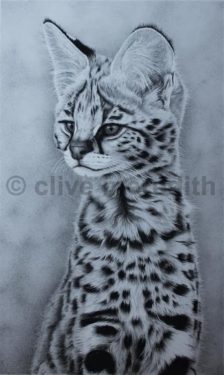 Clive Meredith Wildlife Art: Serval kitten drawing complete