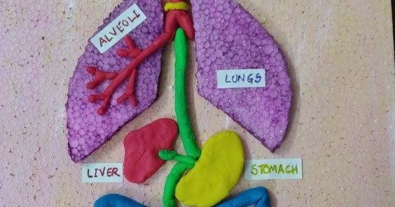 Respiratory System Model Clay
