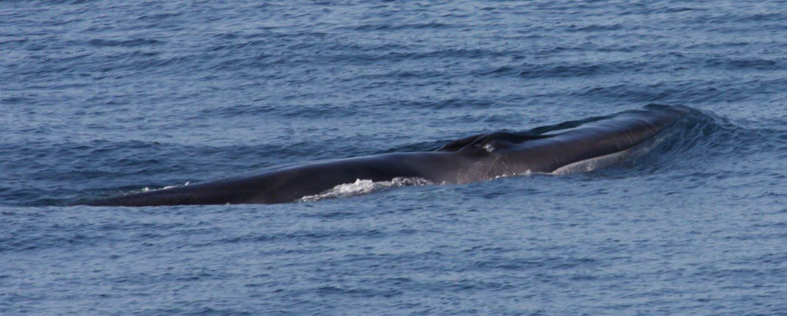 Blue Ocean Society's Whale Sightings: August 3- Prince of Whales