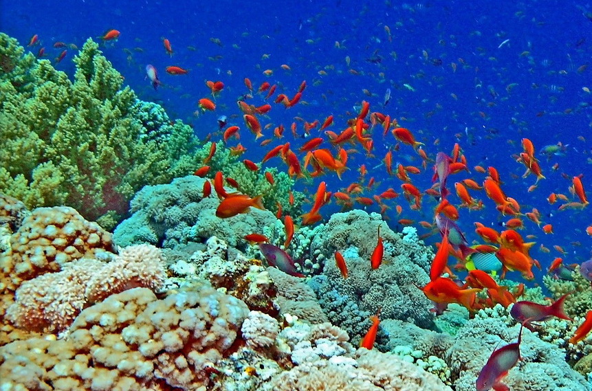 The paradise of the Red Sea: The paradise of the Red Sea