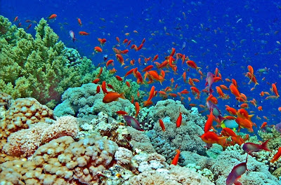 The paradise of the Red Sea: The paradise of the Red Sea