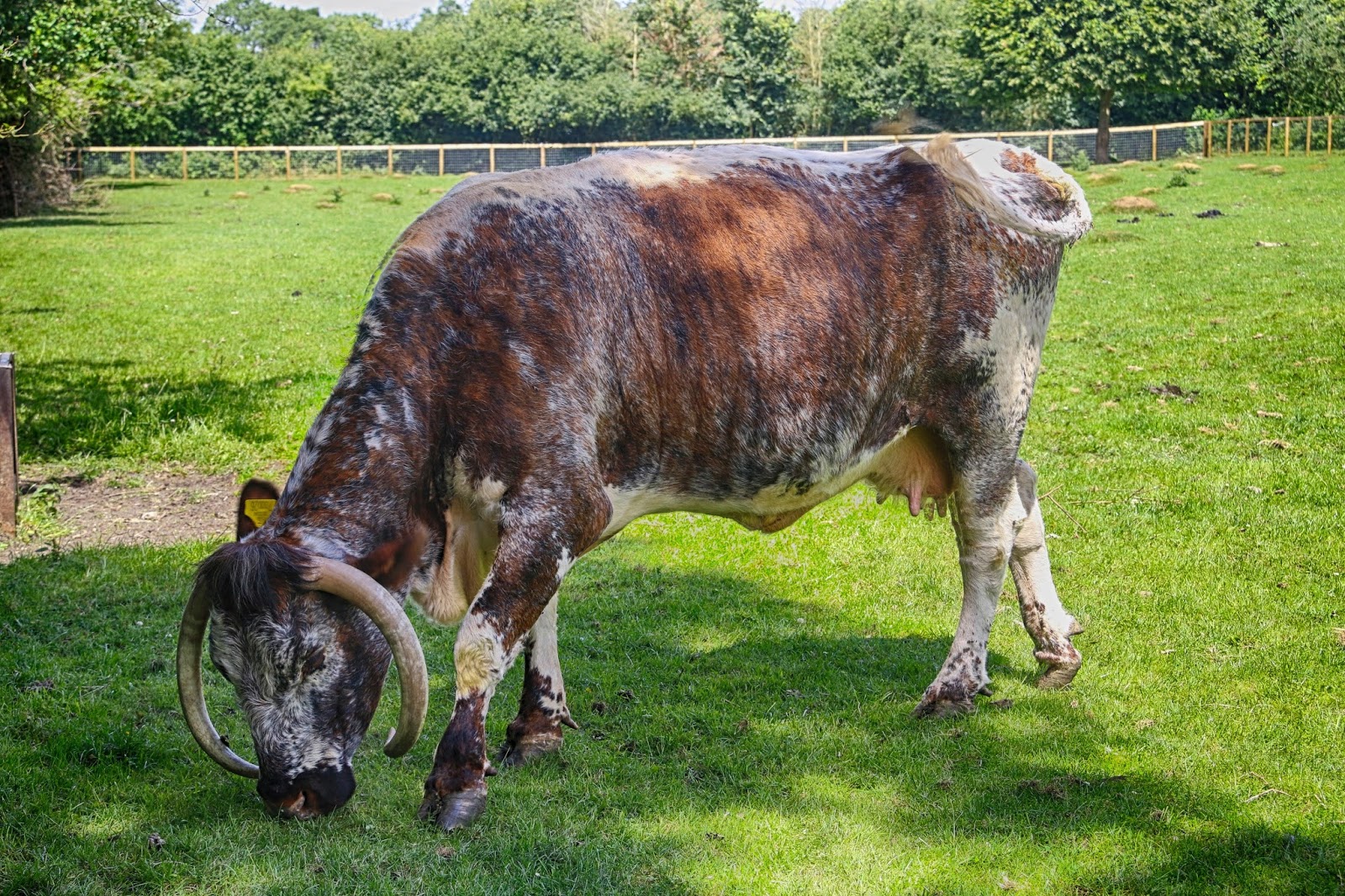 JibberJabberUK: The animals at Mary Arden's Farm