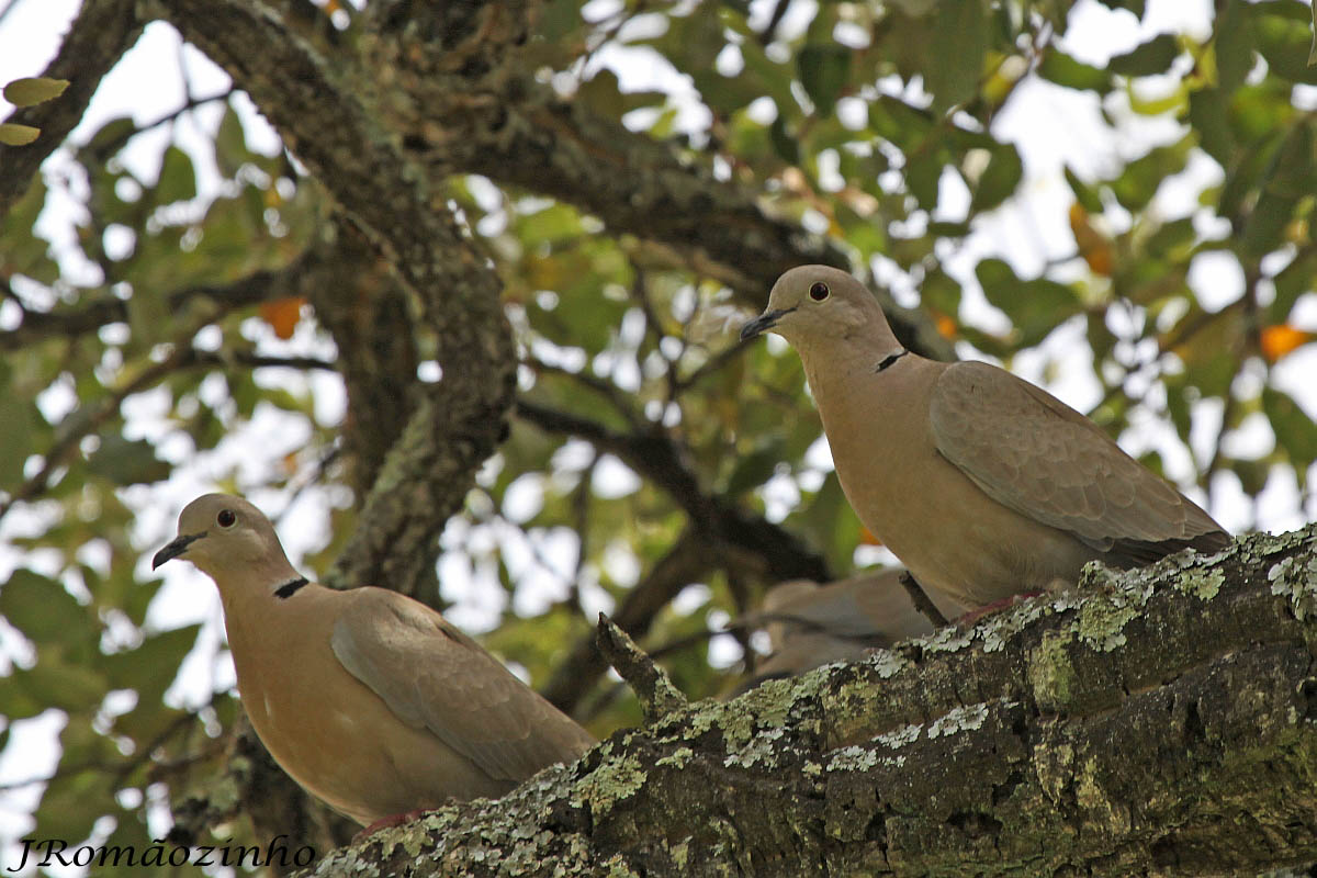 Pescador de aves: Um par de rolas