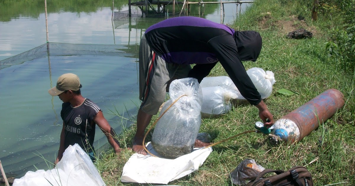 PEMBENIHAN IKAN KARPER/ MAS DI TALUN, KAYEN, PATI ~ MEDIA PENYULUHAN ...