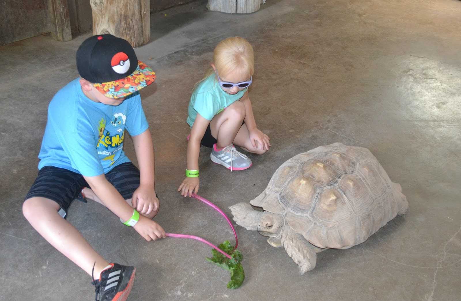 Visiting the Colorado Gator Farm - Building Our Story