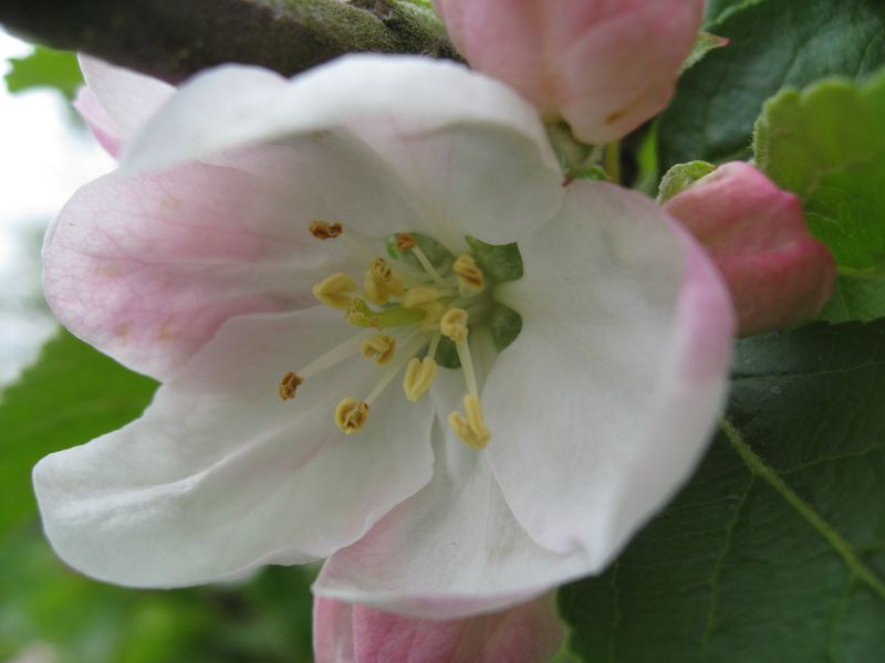 The Orchard Year: Grenadier Apple Blossom - Blossom Walk