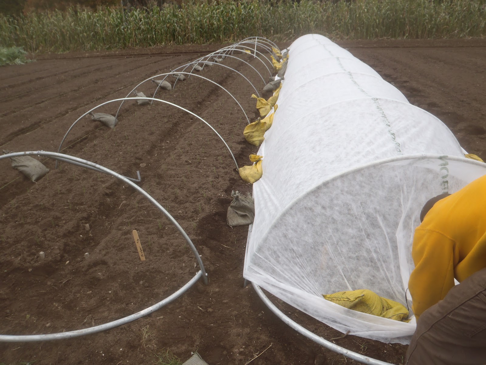 Have You Ever Picked A Carrot?: Low Tunnel Quick Hoops: Minimum expense ...