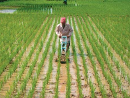 Budidaya Tanaman Padi: KEUNTUNGAN MENERAPKAN SYSTEM FOR RICE ...