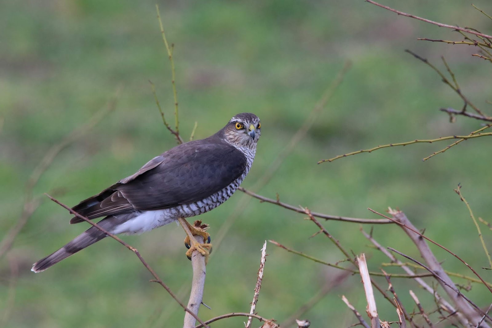 Vogels: Arenden, Haviken en Wouwen