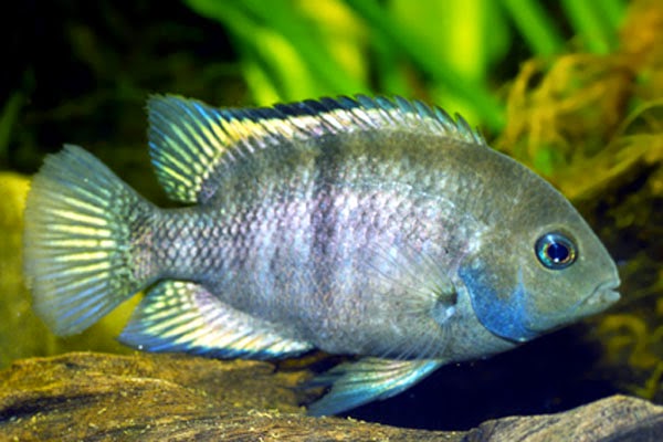 Artes de Pesca: LOS CICHLIDAE 11ª