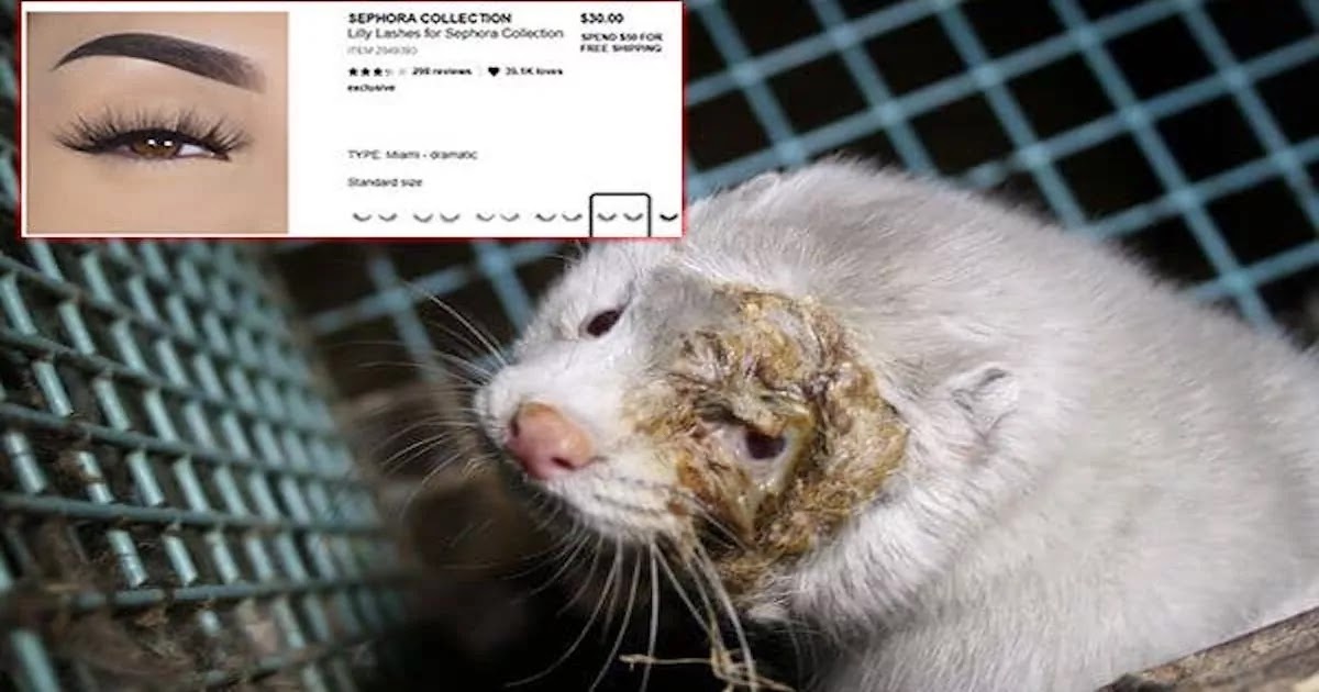 The Critically Endangered Mink Is Being Brutally Killed By Cosmetic ...