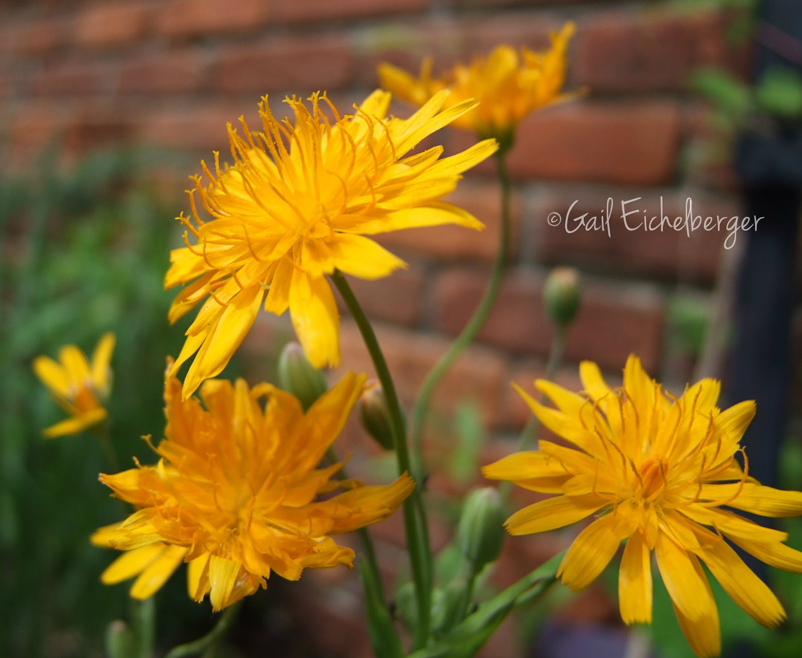 clay and limestone: My New Crush~Two-Flowered Cynthia