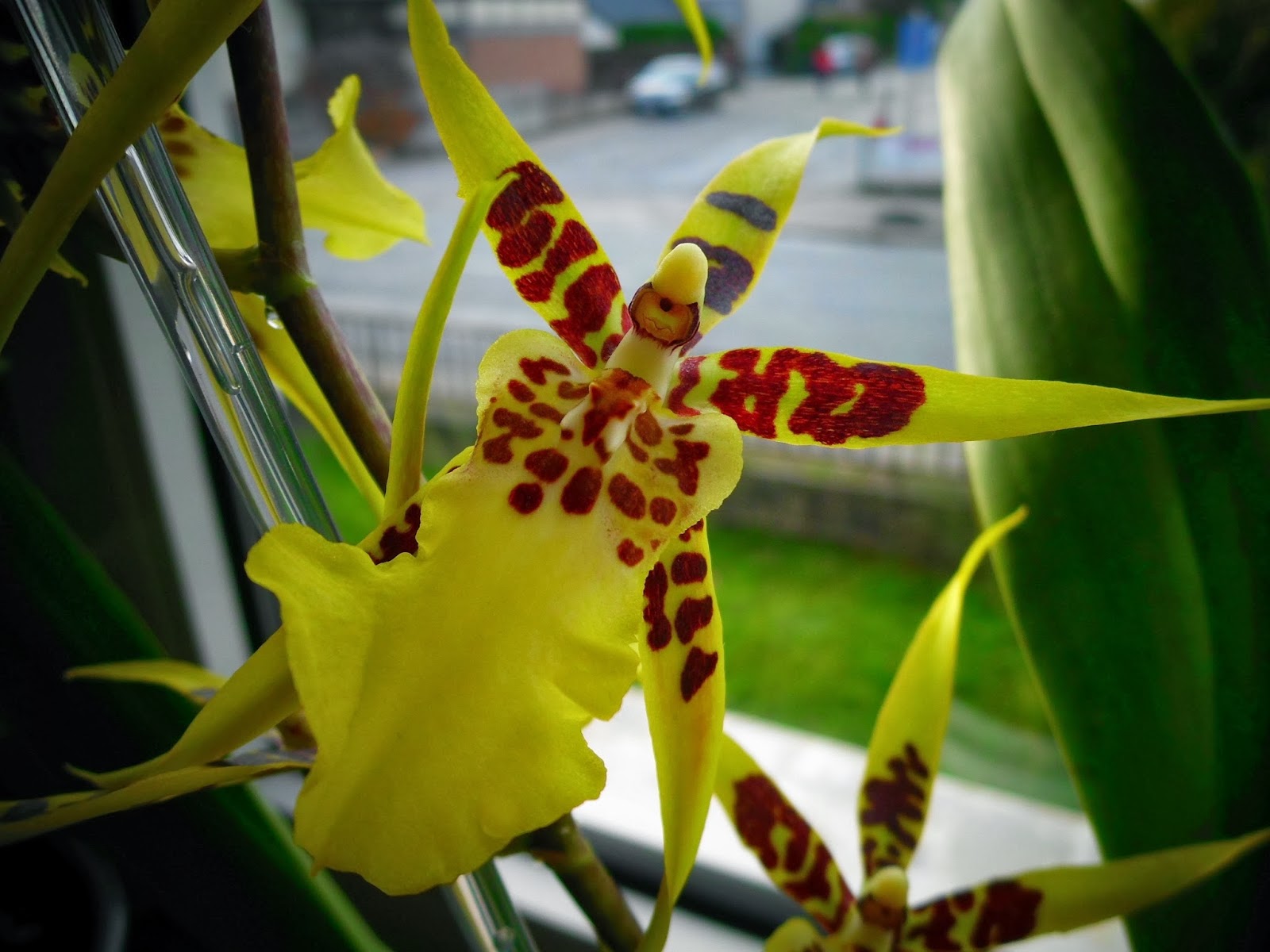 Connys eigene Welt: meine Orchideen