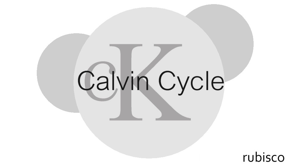 The Voice of Vexillology, Flags & Heraldry: cK - Calvin Cycle Flag