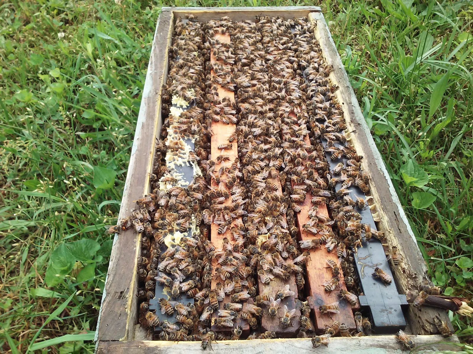 JC's Bee Blog: Pre-Order 2019 Five Frame Nucs