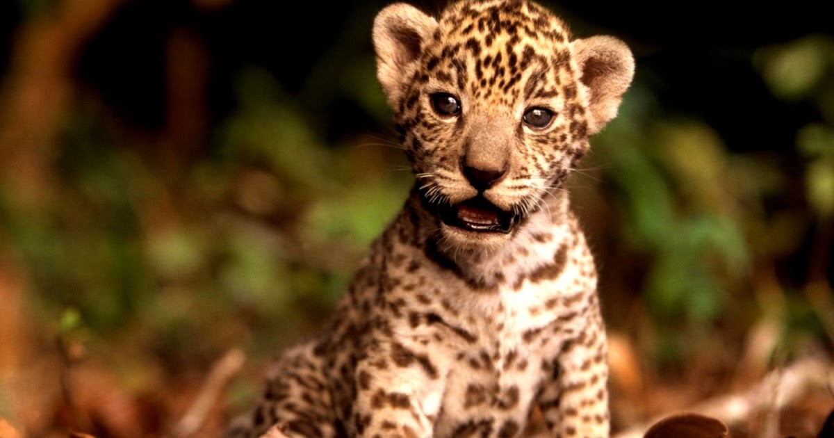 Cute Rainforest Animals | Wallpapers Gallery