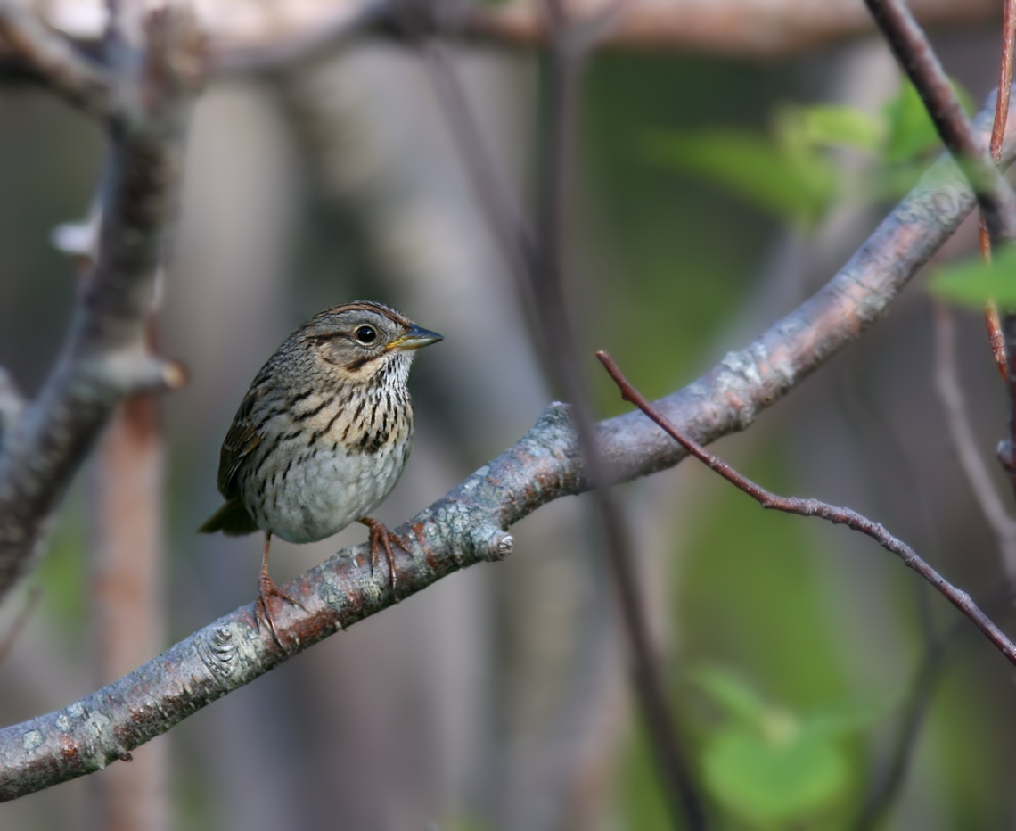 Birding Newfoundland with Dave Brown: Sorting out Sparrows: Some Useful ...