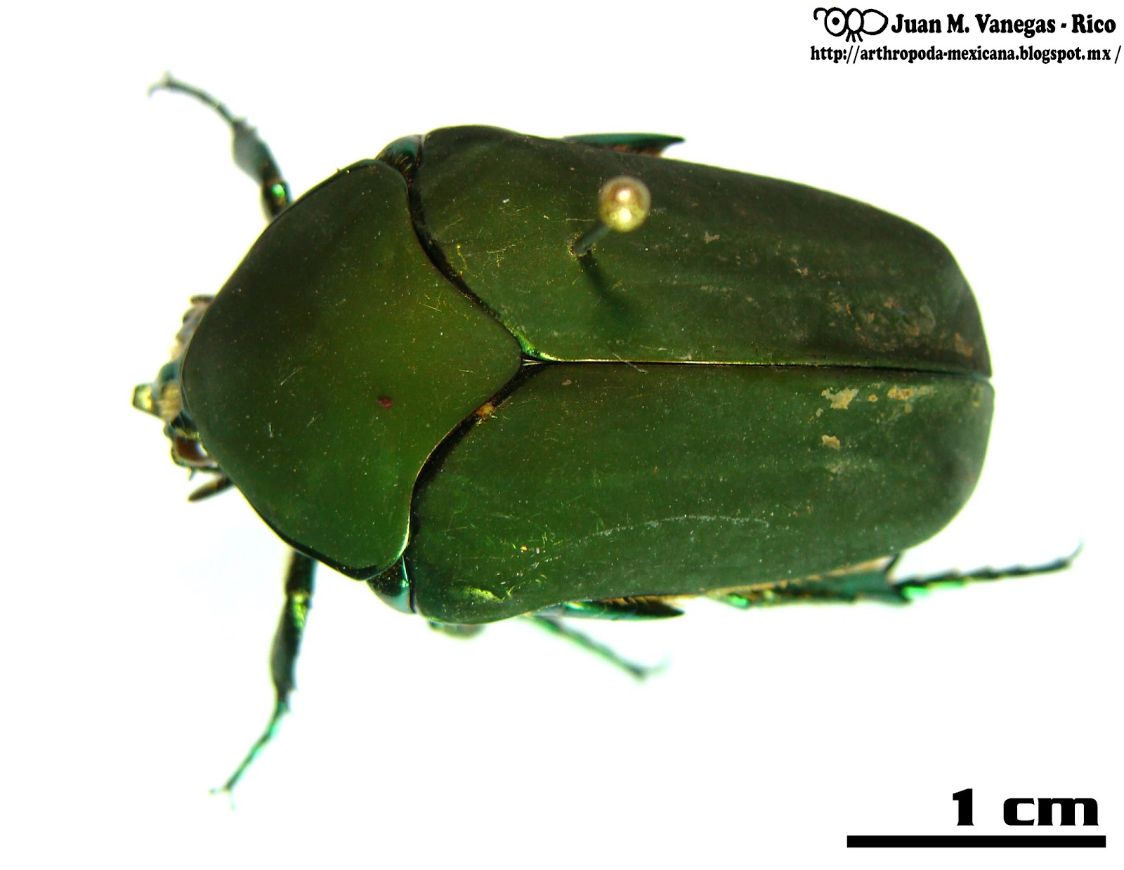 ARTHROPODA MEXICANA: "mayate verde" Cotinis mutabilis