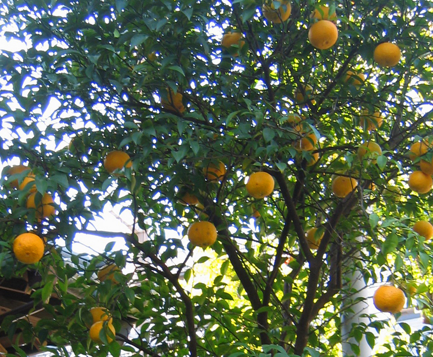 Trees and Plants: About Lemon Tree