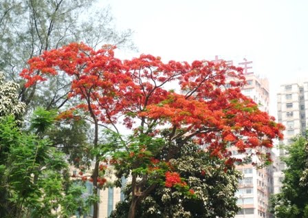 Hong Kong Travel Blog: Red Trees in Hong Kong
