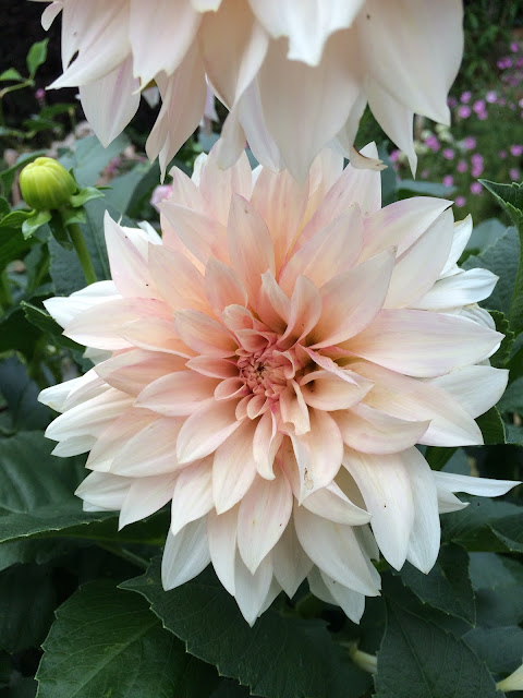 Garden - Growing Dahlias. - Roses and Rolltops