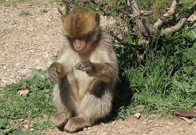 THE VIEW FROM FEZ: A Day Trip from Fez - Into the Mountains and the ...