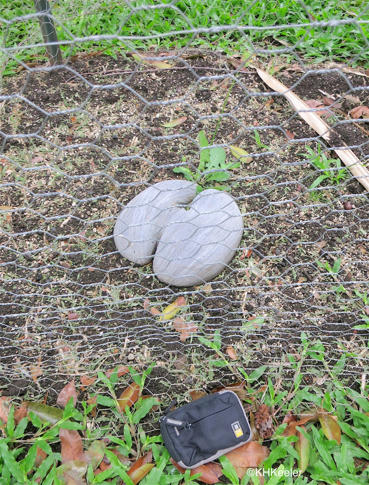 A Wandering Botanist: Plant Story--Double Coconut, World's Largest Seed