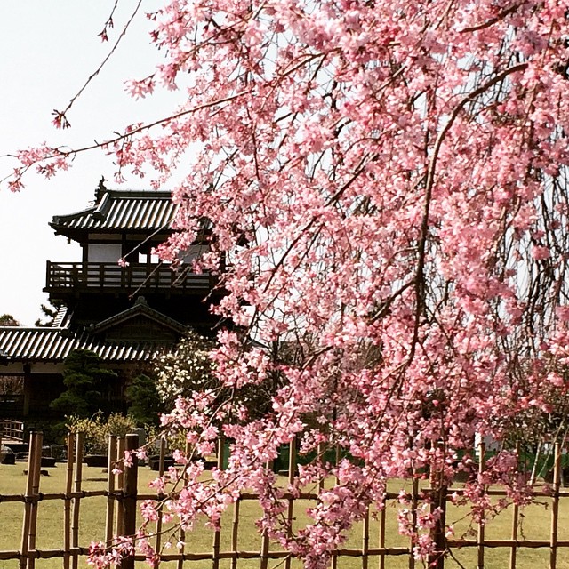 Our Adventures in Japan: sakura walk